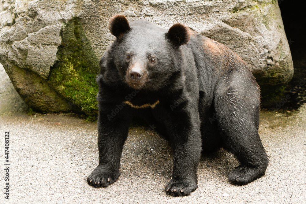 Okuhida, Nagano, Japan, 2021-26-07 , Black bear at the Okuhida zoo ...
