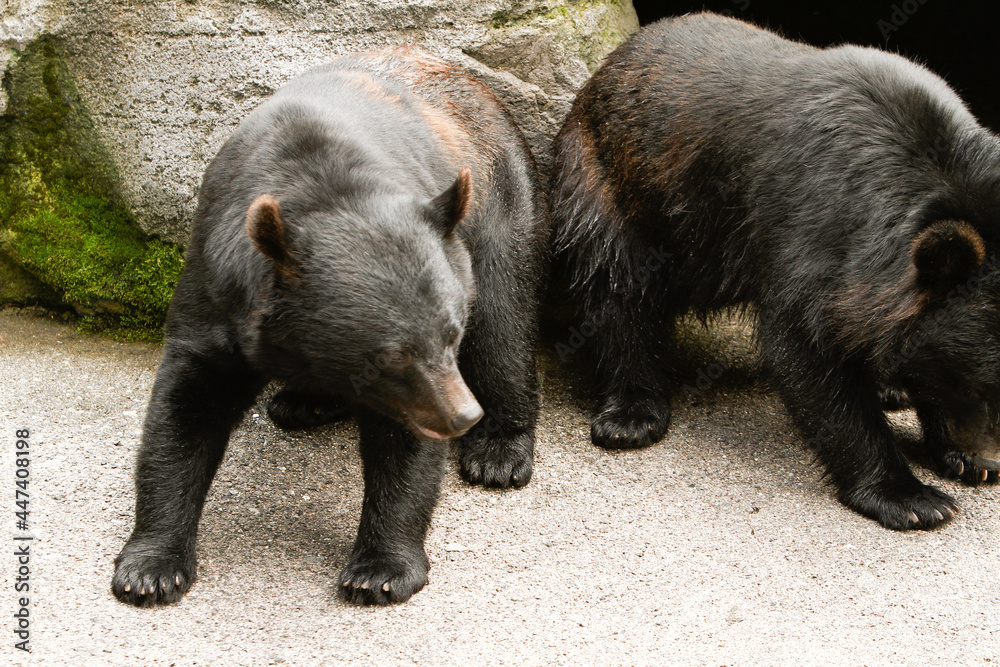 Okuhida, Nagano, Japan, 2021-26-07 , Black bears at the Okuhida zoo ...