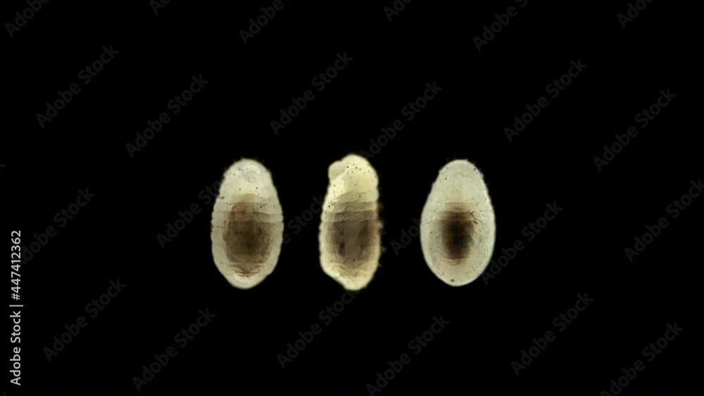 Ant larva Temnothorax sp. under a microscope, family Formicidae. The ...