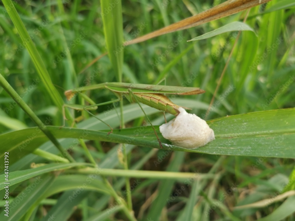 praying mantis female laying egg sacs on the blade of grass Stock Photo ...