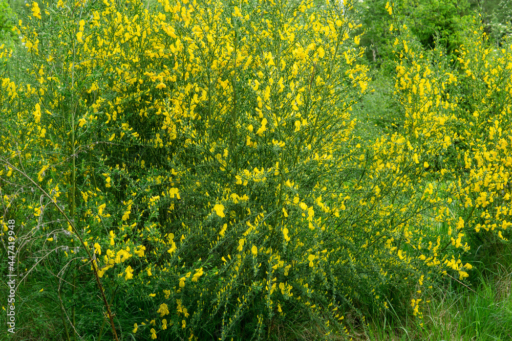 genêt,genêts,plante, arbuste,Cytisus, Cytisophyllum, Chamaecytisus ...