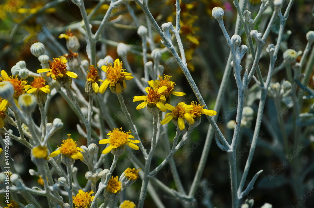 Bright yellow flowers of hardy coastal plant Senecio cineraria 'Silver ...
