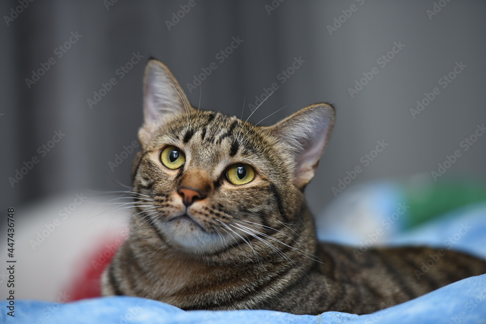 Curious pose cat with room scene, Tabby cat. Stock Photo | Adobe Stock