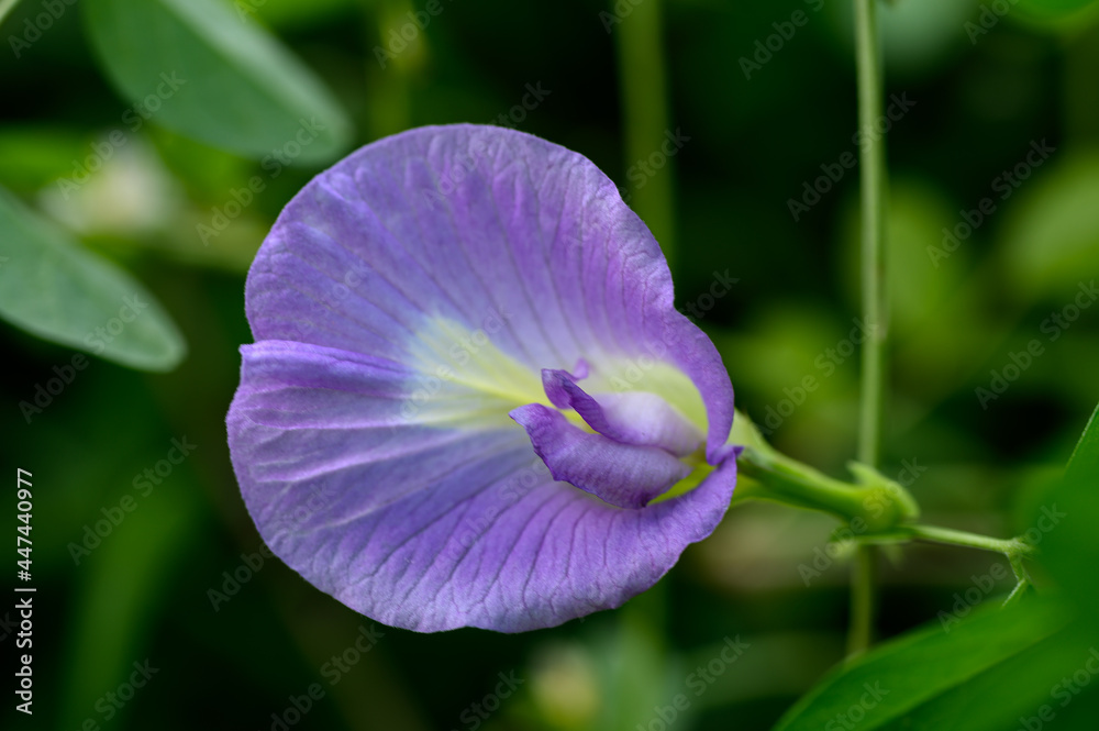Butterfly pea,bluebellvine, blue pea, cordofan pea (Clitoria ternatea ...