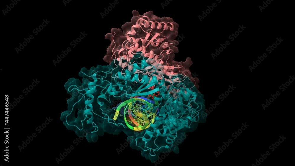 Structure of HIV-1 reverse transcriptase in complex with RNA-DNA and ...