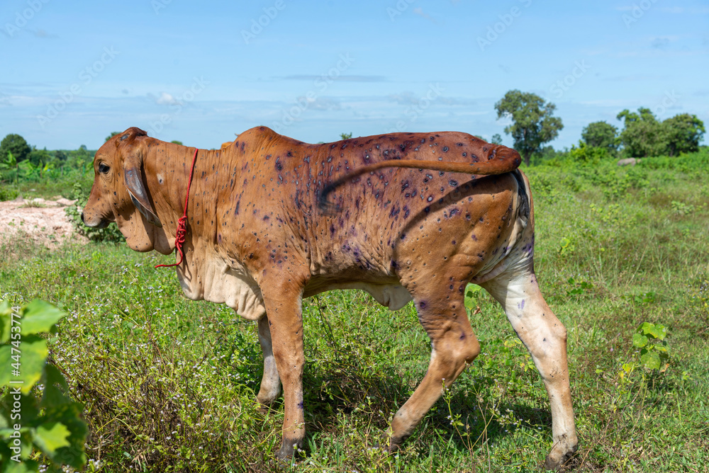 Cow close up suffering from Lumpy skin disease on mouth and body. Stock ...