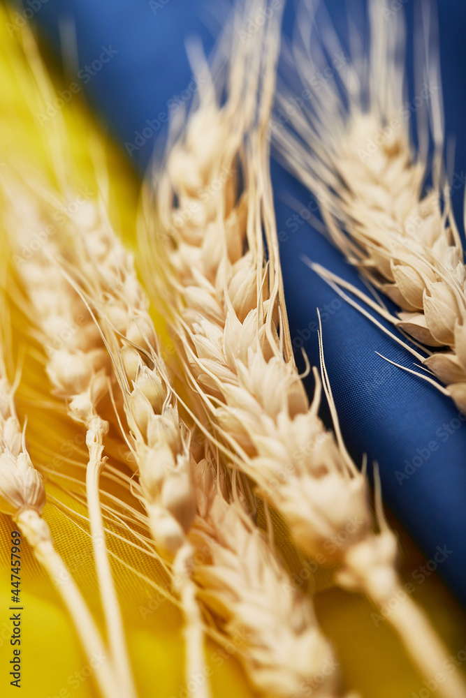 Ears of wheat on Ukrainian national flag. Symbols of Ukraine. Blue and ...