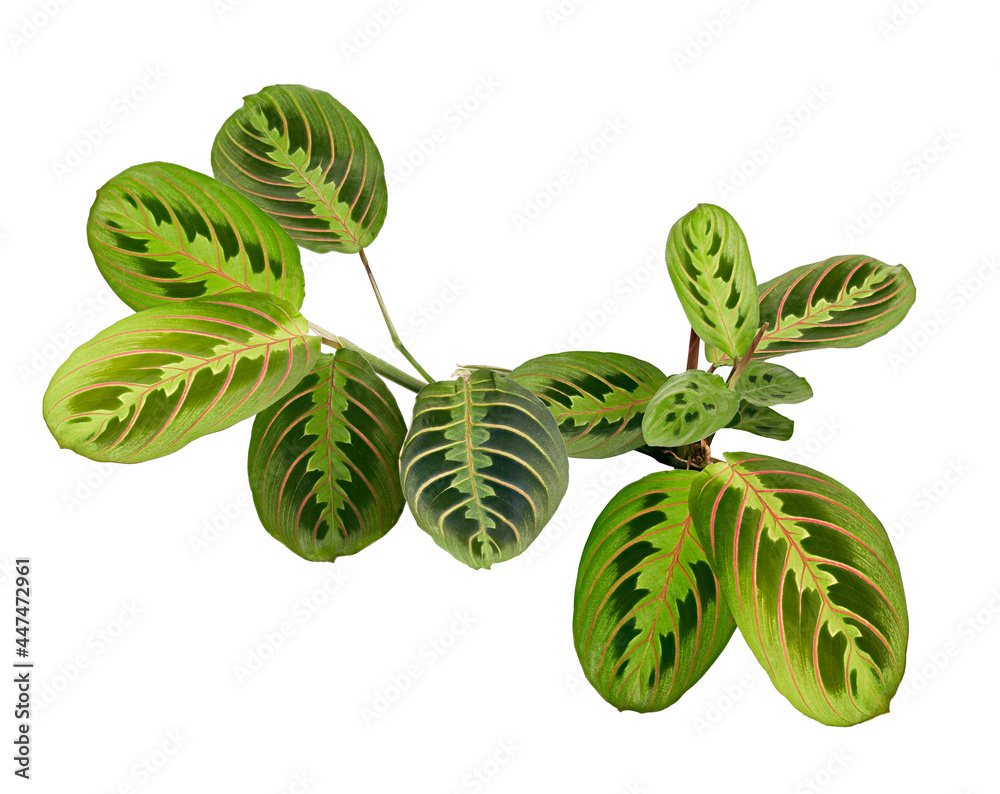 Prayer Plant Clipart