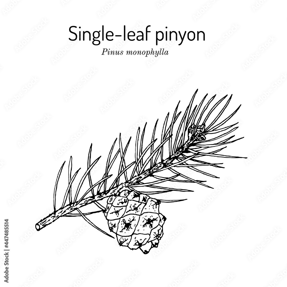 Single-leaf pinyon Pinus monophylla , state tree of Nevada Stock Vector ...