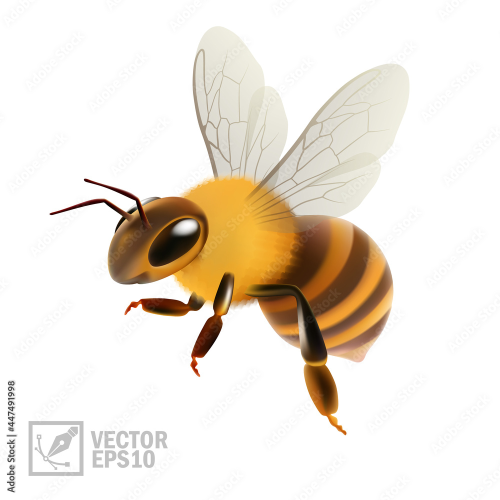 3d realistic vector bee cut out on white background extracting honey or ...