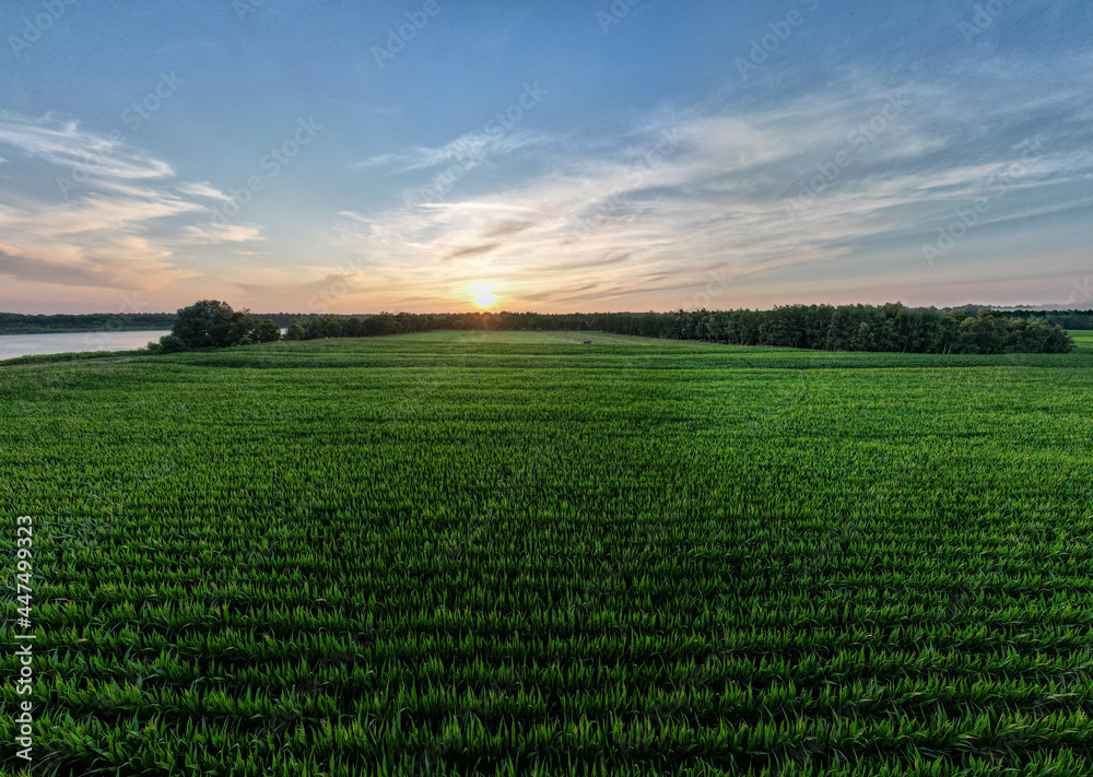 Aerial panoramic view taken by a drone of a Corn field agriculture ...