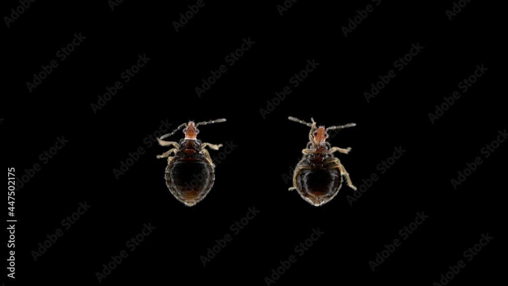 Blood-sucking bug superfamily Cimicoidea under a microscope, possibly ...