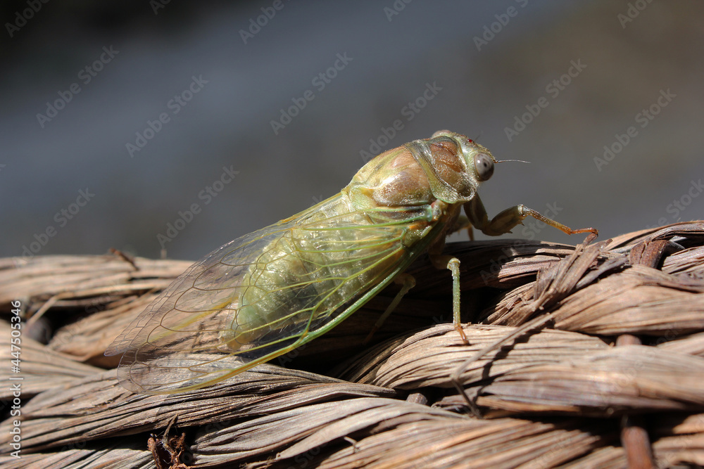 jeune cigale Stock Photo | Adobe Stock