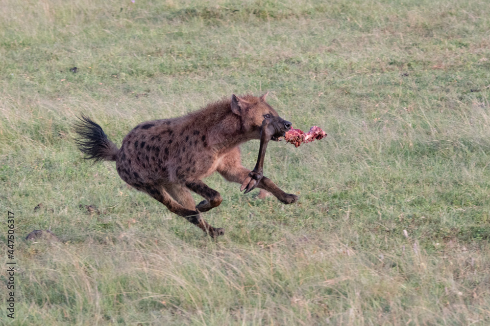 Spotted Hyena running in the savannah in the Maasi Mara foto de Stock ...