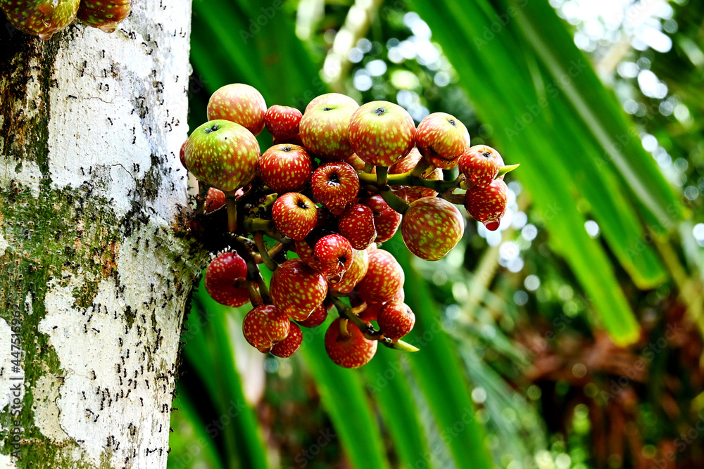loa fruit - Ficus racemosa. They are abundant in tropical forests, and ...