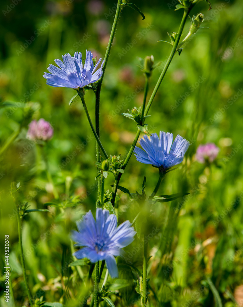 Common chicory, Blue weed, Wild succory, Bunk or Blue dandelion ...