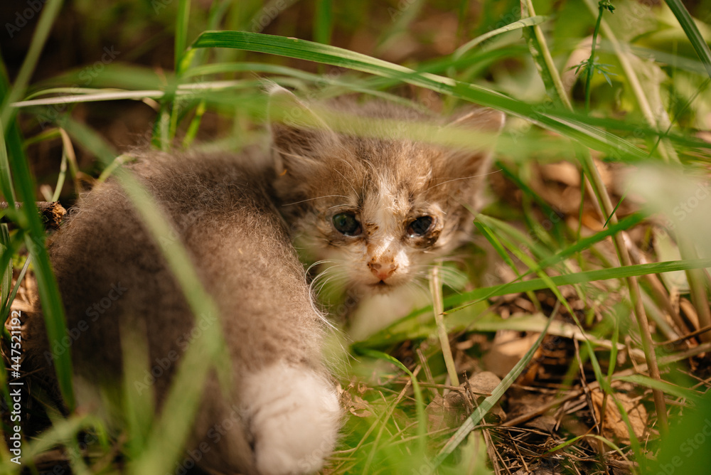 Gray sick kitten alone in the forest. Homeless animal. The little ...