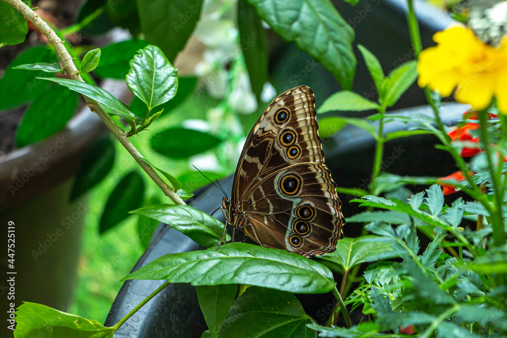 Foto de Morpho menelaus is species of butterflies of genus Morpho from ...
