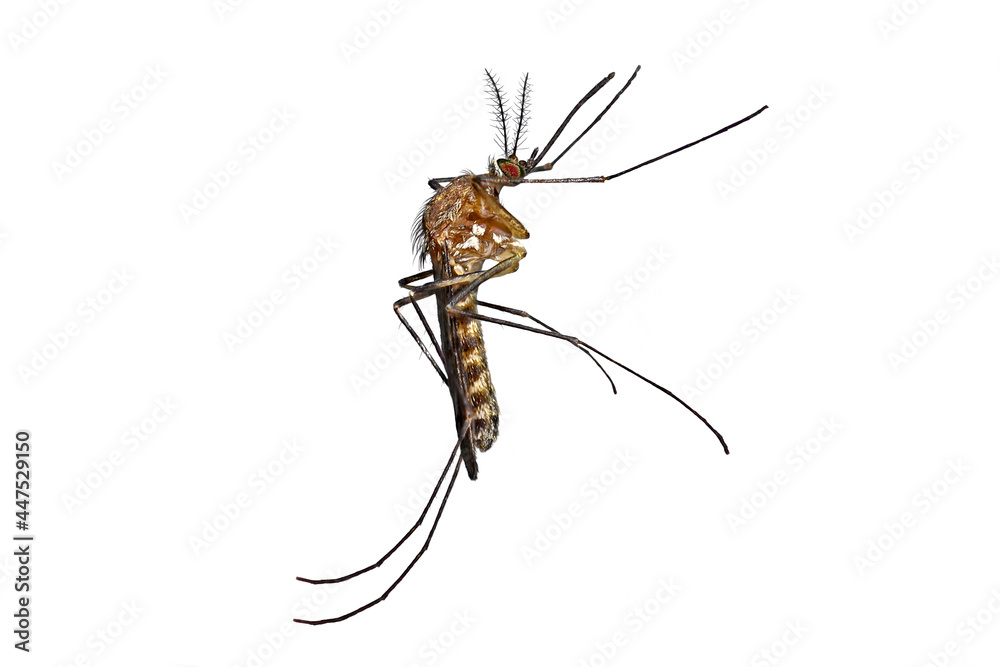 Common Mosquito, colex pipiens, vertically side view isolated on white ...