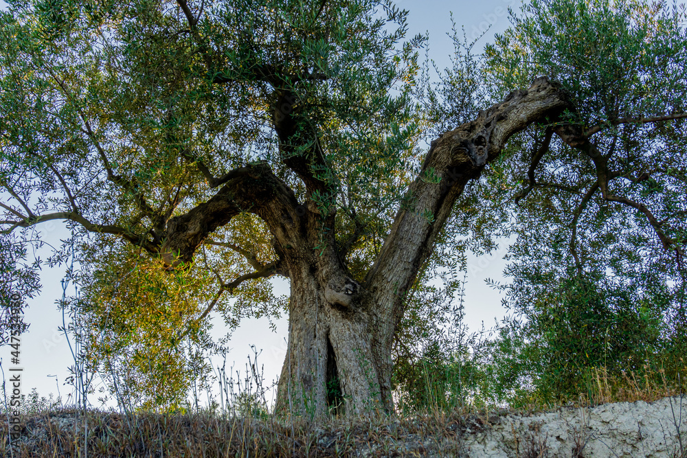 Centennial olive tree with a wide trunk and picturesque shapes, with ...