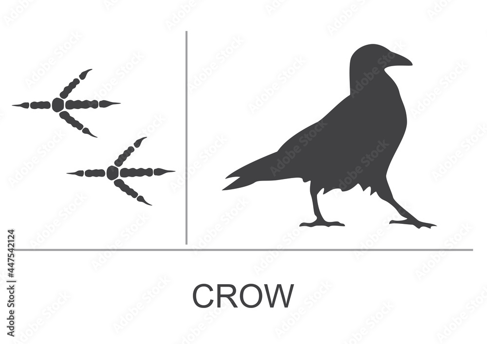 Silhouette and footprints of a crow. Vector illustration. Stock Vector ...