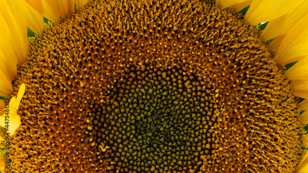 Sunflower close-up. Nature creation. Natural gradient of colors: from ...
