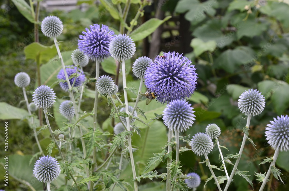 Globe Thistle Thornbush Flower Head.Bumblebee pollinating blue ...