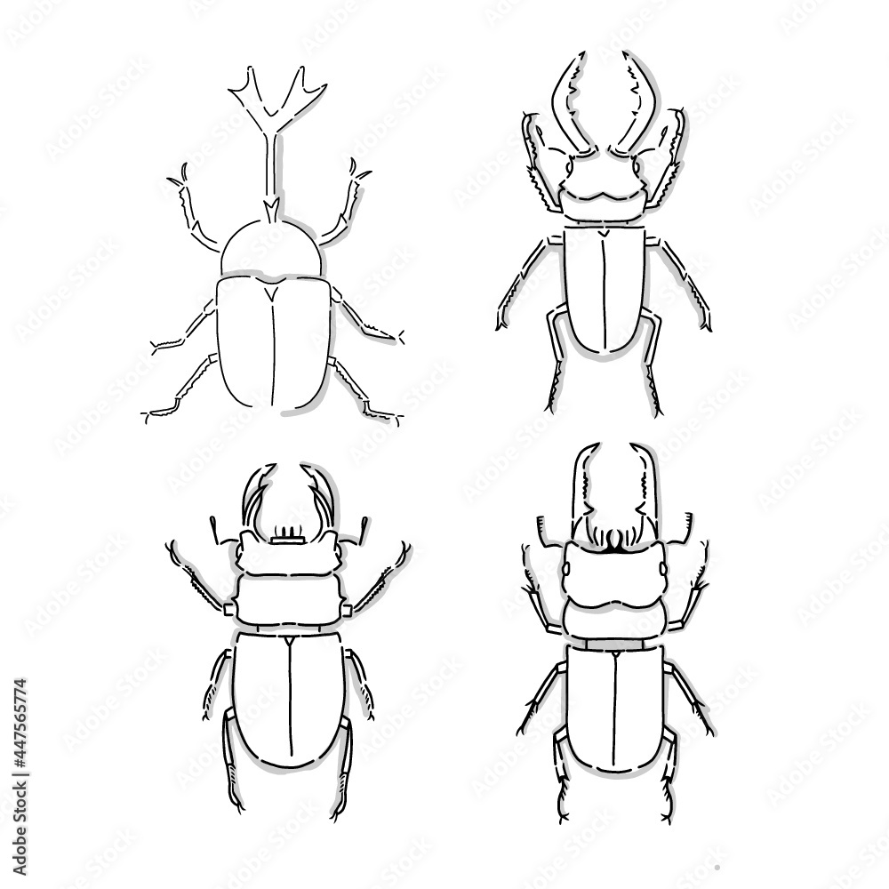 Japanese beetle illustration. Hand drawn sketch. Japanese insects and ...