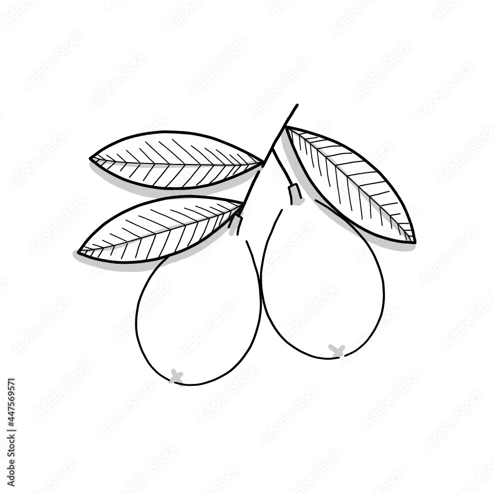 Japanese food illustration. Hand drawn sketch. Japanese fruits. Vector ...