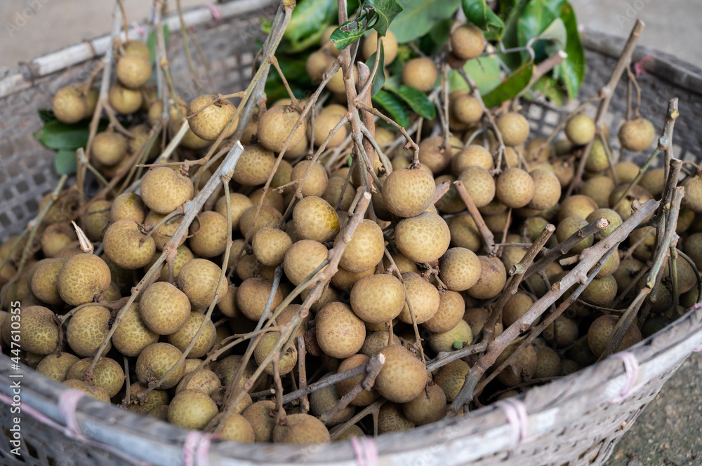Longan fruit after harvesting in wooden basket. longan is a tropical ...