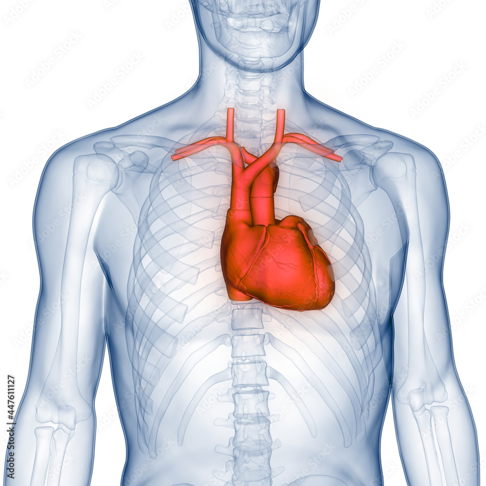 Human Circulatory System Heart Anatomy Stock Illustration | Adobe Stock