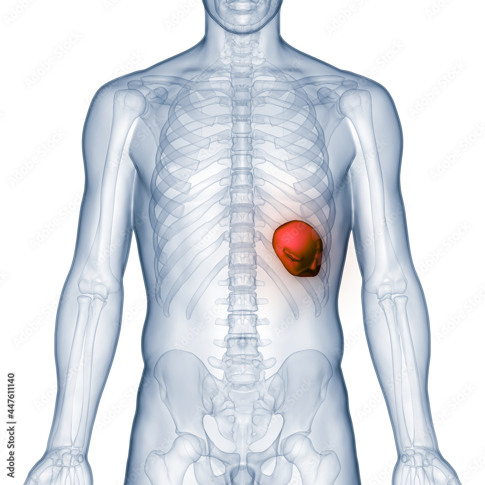 Human Internal Organ Spleen Anatomy Stock Illustration | Adobe Stock