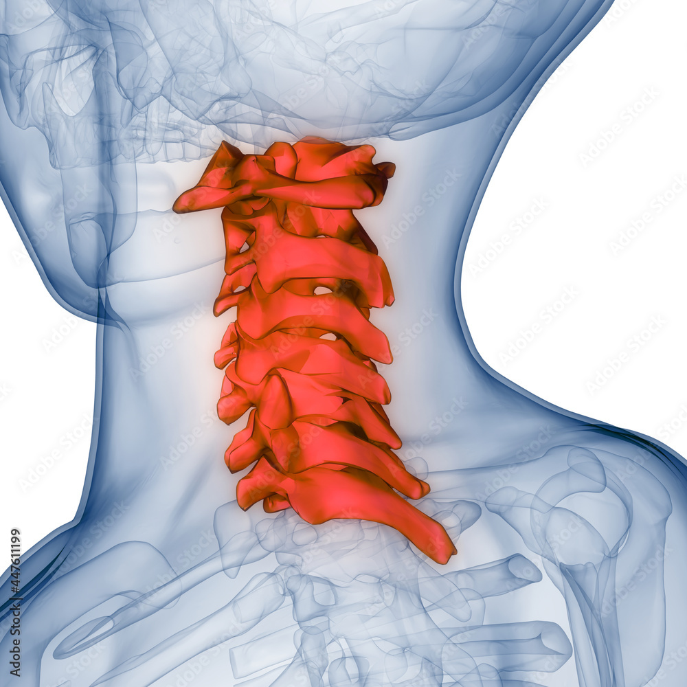 Spinal Cord Vertebral Column Cervical Vertebrae of Human Skeleton ...