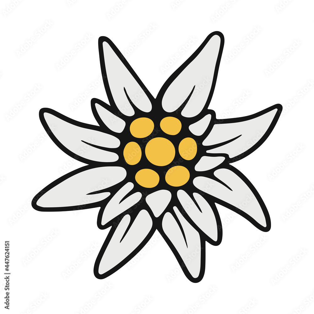 Edelweiss A Rare Alpine Flower In A Simple Flat Style The Symbol Of edelweiss-a-rare-alpine-flower-in-a-simple-flat-style-the-symbol-of