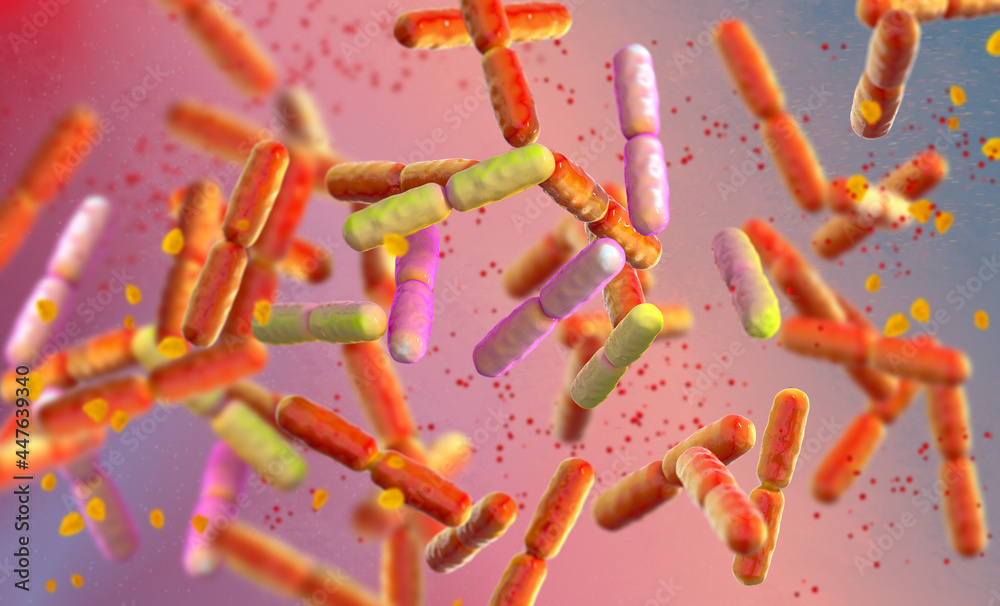 Probiotic beneficial bacteria, normal intestinal microflora ...