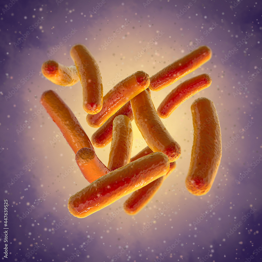 Probiotic beneficial bacteria, normal intestinal microflora ...