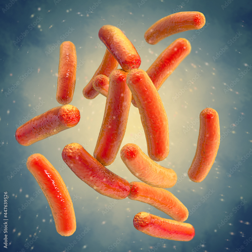 Probiotic beneficial bacteria, normal intestinal microflora ...