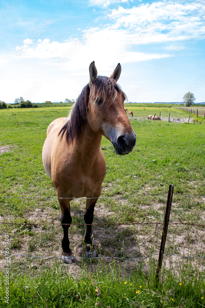 Foto de Cheval Henson ou cheval de la baie de Somme dans la prairie, Le ...
