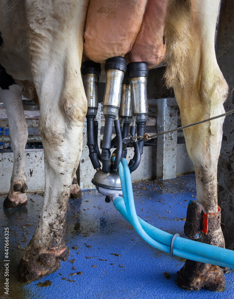 Milking cows. Milking machine. Farm. Cows. Utter of a cow. Dairy ...