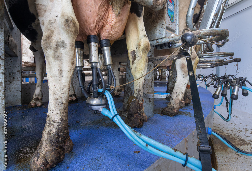 Milking cows. Milking machine. Farm. Cows. Utter of a cow. Dairy ...