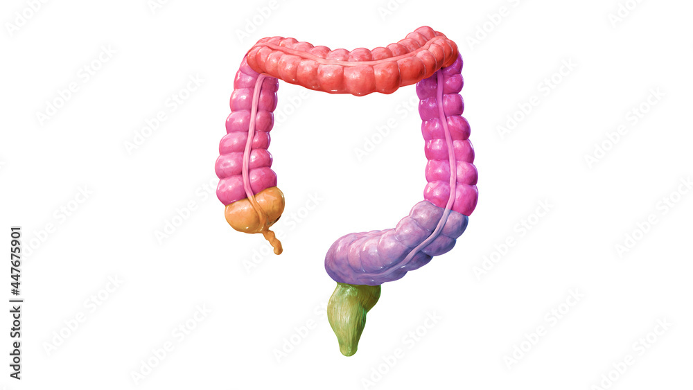 Colon anatomy on white background,dparts of the colon,color parts ...