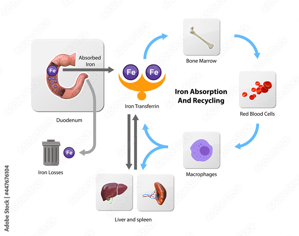 Iron metabolism. from liver, intestine and spleen. Ferrum circulation ...