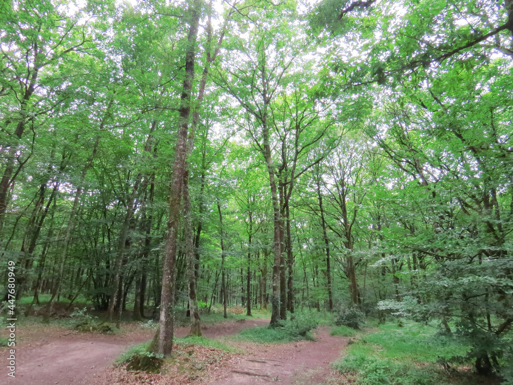 Various views of the mythical and enchanted forest of Broceliande ...