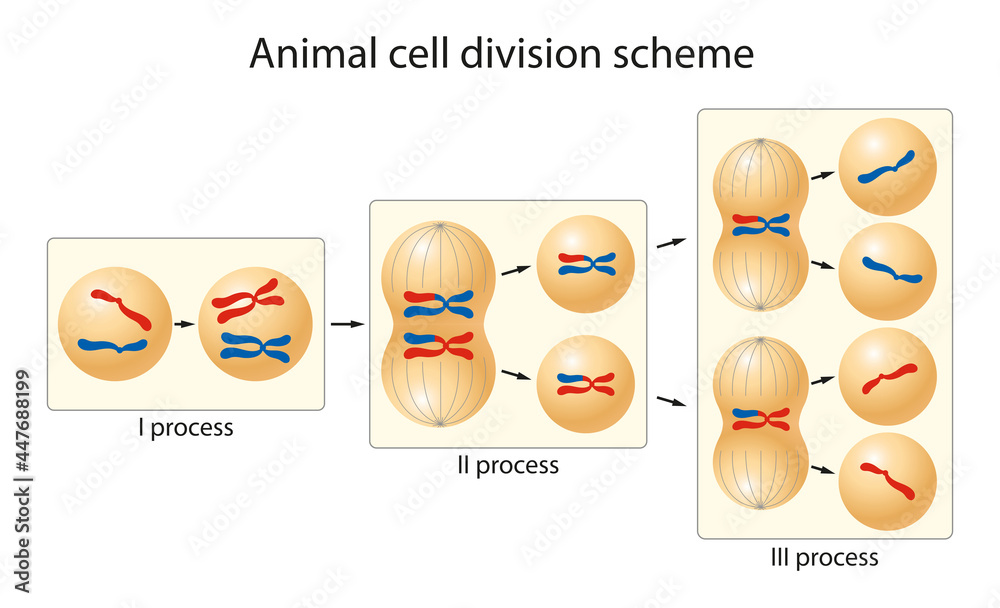 Cell division is the process by which a parent cell divides into two or ...