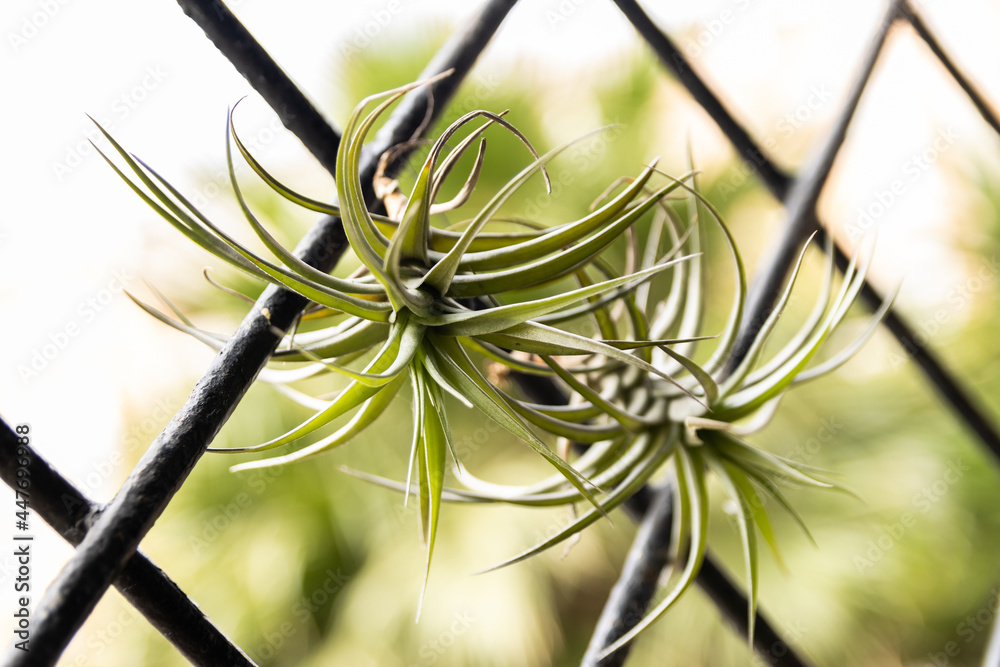 Air carnation hanging from a window grill. Tillandsia. Stock Photo ...