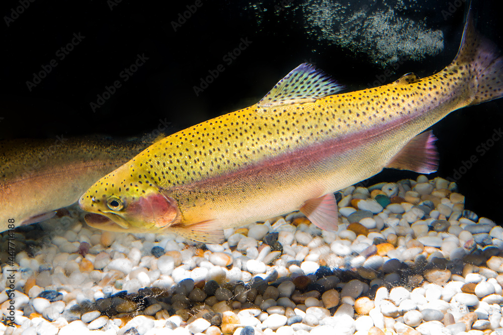 Rainbow trout Stock Photo | Adobe Stock