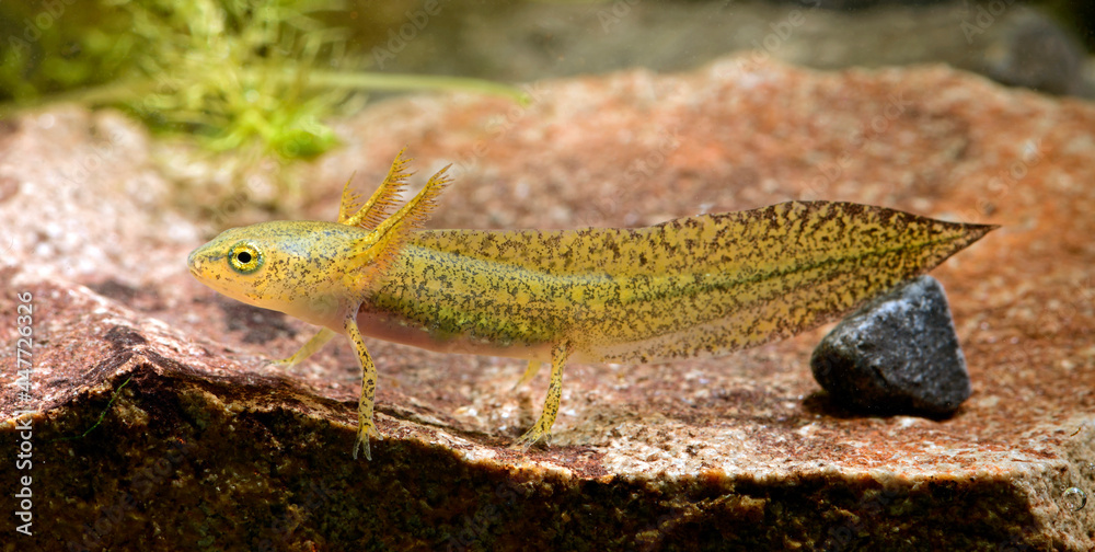 Bergmolch (Ichthyosaura alpestris) Larve - Larva of the Alpine newt ...