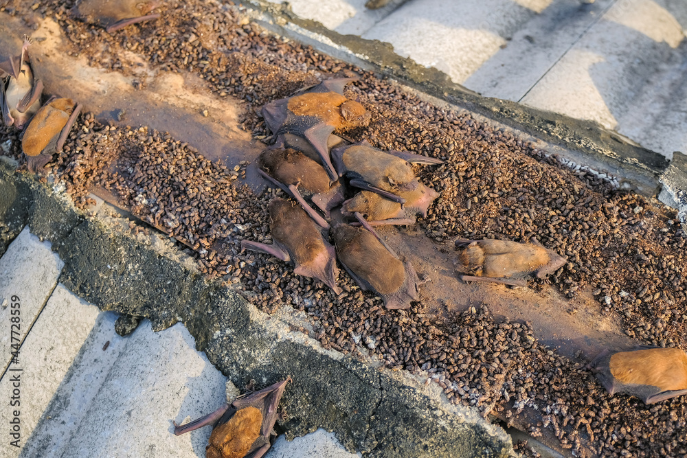 Bats make nests under the cover of the roof rafters of residential ...