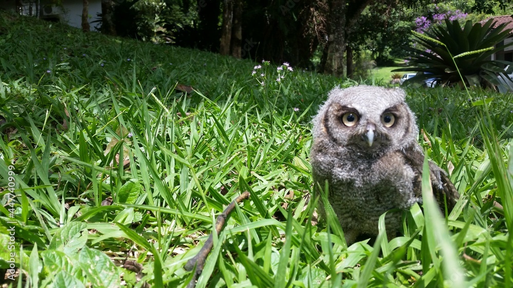 owl cub sunbathing in nature Stock Photo | Adobe Stock