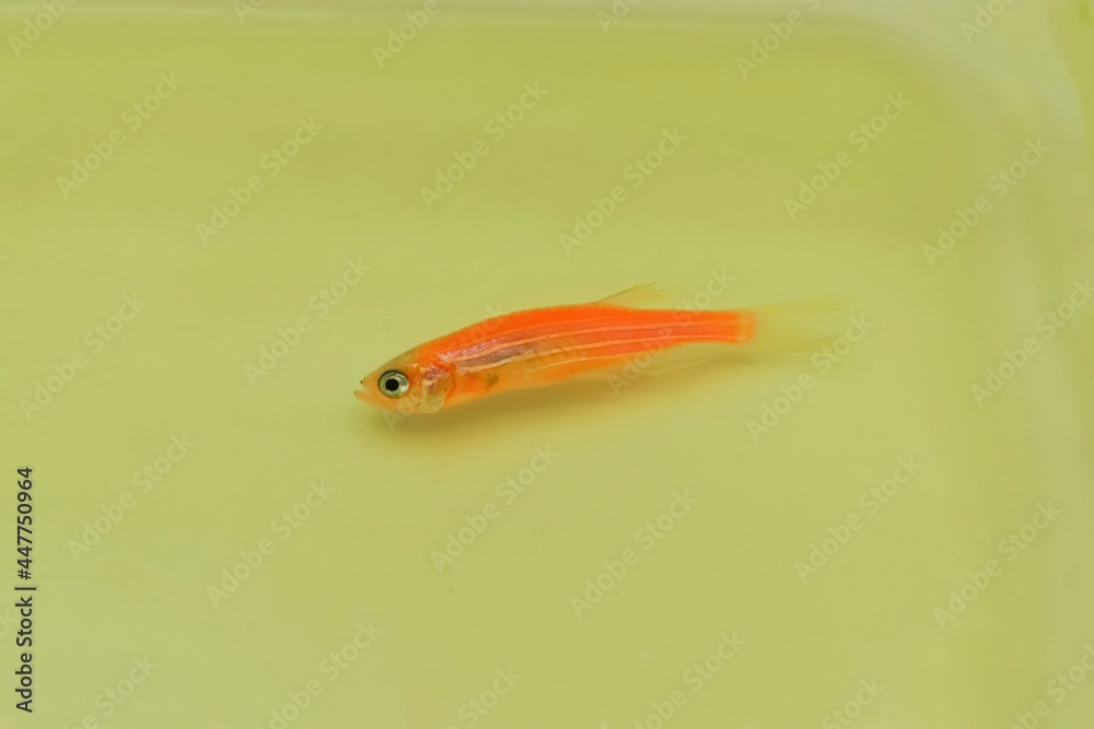 Orange zebra danio fish died due to poor water quality i.e. ammonia ...